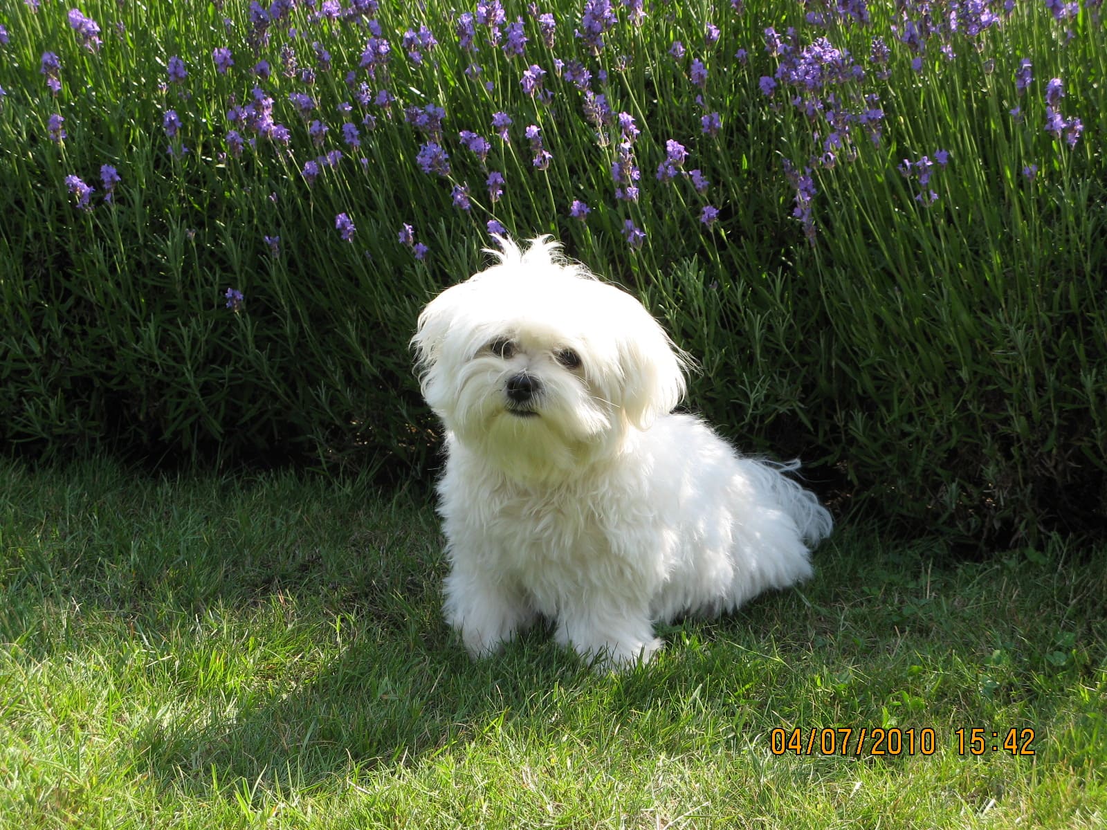 Kuaga Dierencrematorium: Een Liefdevolle Laatste Rustplaats voor Jouw ...
